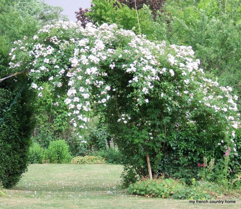 dans mon jardin - MY FRENCH COUNTRY HOME