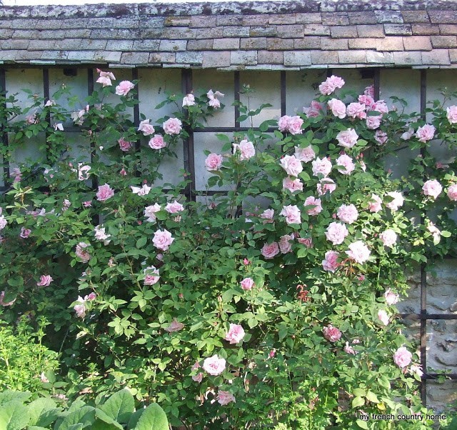 roses galore - MY FRENCH COUNTRY HOME