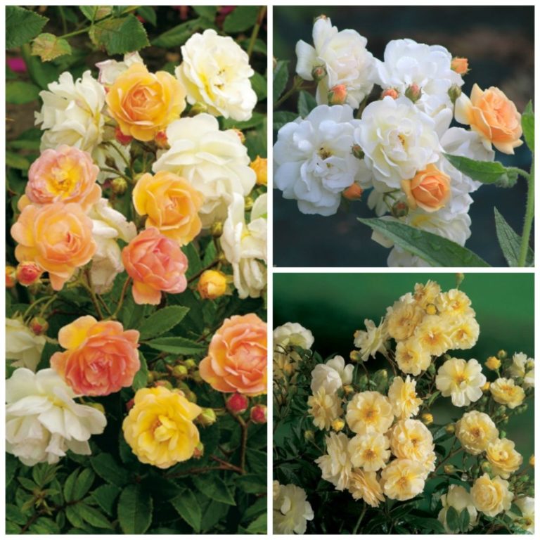 the charm of old french roses - MY FRENCH COUNTRY HOME