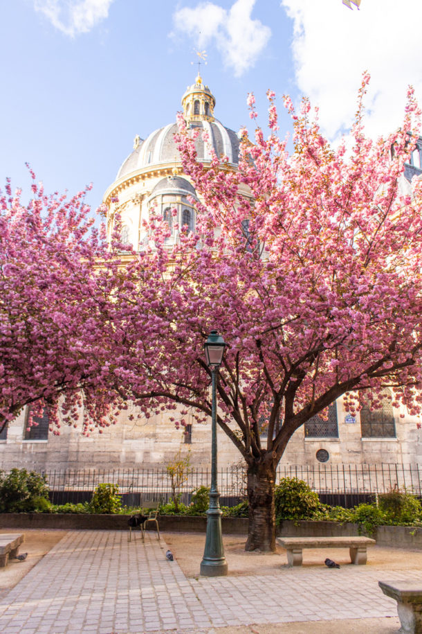 cherry blossoms in paris - MY FRENCH COUNTRY HOME