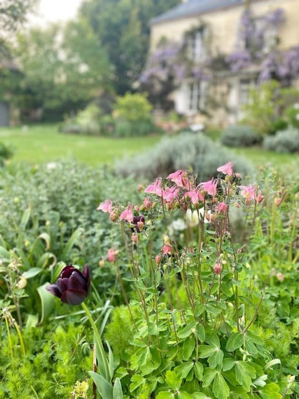 my spring garden and the no-dig beds - MY FRENCH COUNTRY HOME