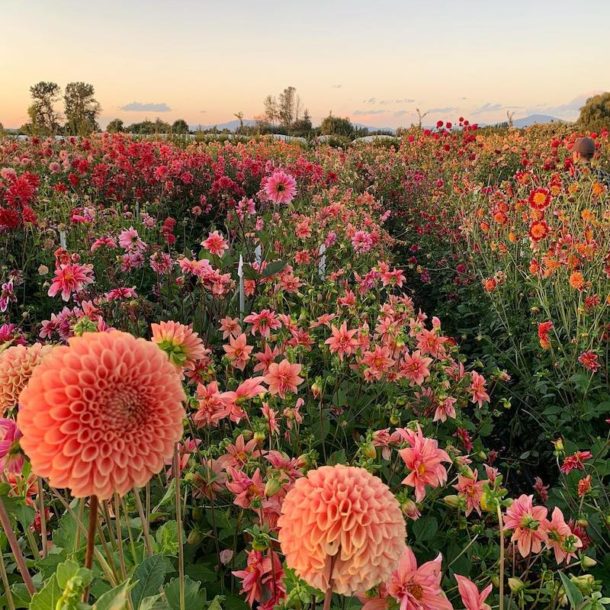 gardening instagrams to follow - MY FRENCH COUNTRY HOME